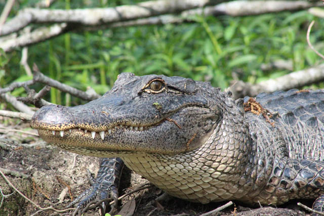 Cajun Coast | Tour Louisiana
