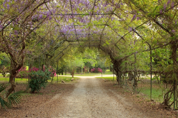 Avery Island | Tour Louisiana